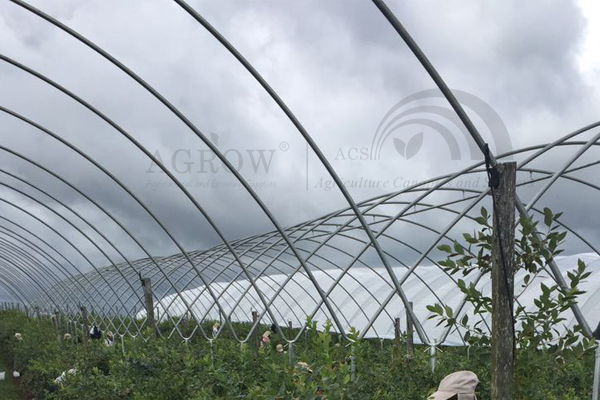 Quality Multi-Bay Poly Tunnel Hoop House Manufacturer and Supplier from ...