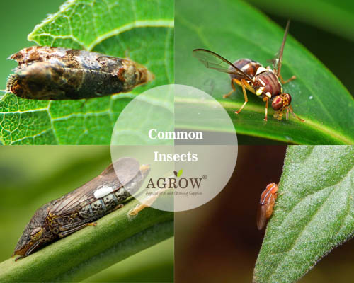 AGROW|Common Pests Of Table Grapes