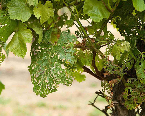 AGROW|Common Pests Of Table Grapes