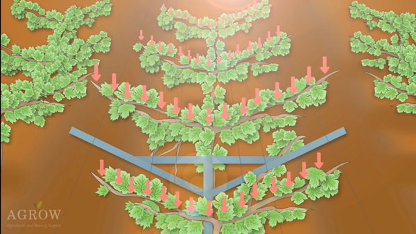 AGROW|Relevant Science Popularization of Trellis System Suitable for ...