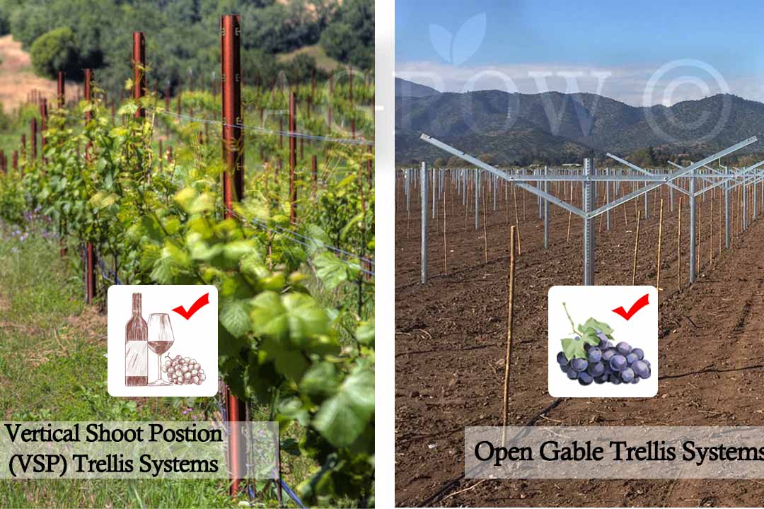 AGROW|10 Fun Facts YouDidn’t Know About Grapes