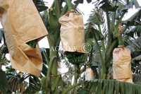 Quality Mango Growing Bag Manufacturer and Supplier from China | AGROW