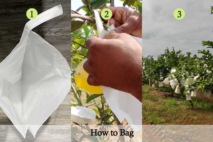 AGROW|How To Protect Guava From Pests