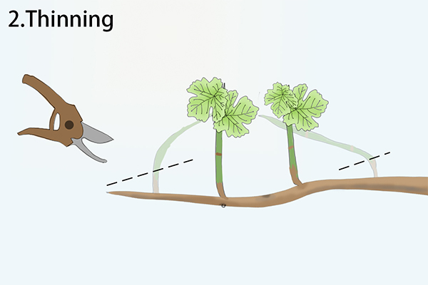 AGROW|What are We Need to Know when Using Paper Fruit Bags?