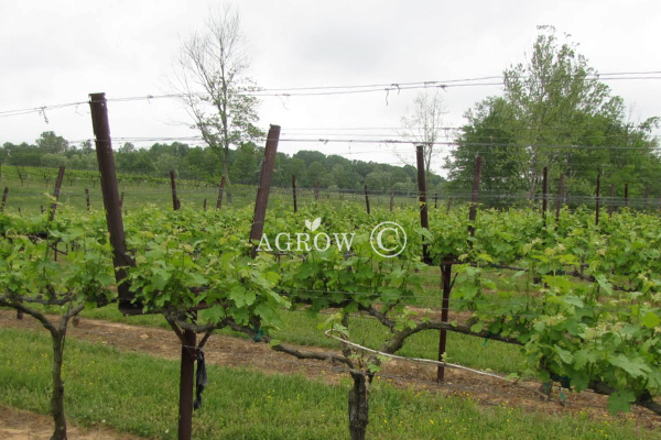 Quality Lyre Trellis System Manufacturer And Supplier From China Agrow