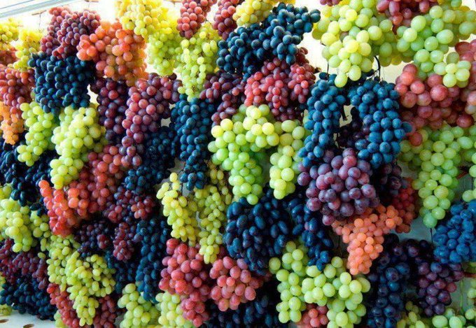 AGROW|10 Fun Facts YouDidn’t Know About Grapes