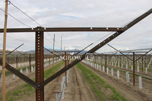 Quality Vineyard Open Gable Trellis System Manufacturer and Supplier ...
