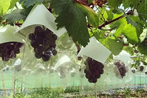AGROW|Some Of New Type Grape Protection Bags In Testing