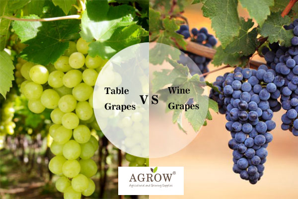 AGROW|10 Fun Facts YouDidn’t Know About Grapes