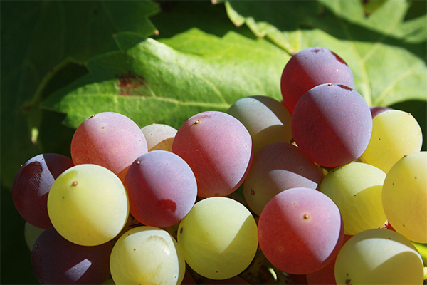 AGROW|What are the Stages of Grape Berry Development?
